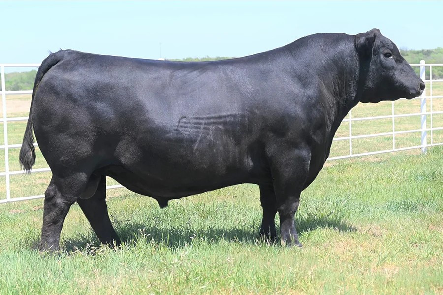Coleman Night Watch 9259 - CATTLE VISIONS