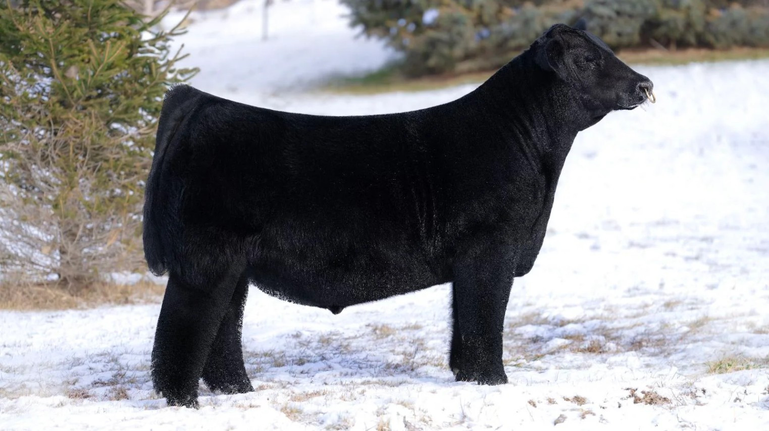Easy Does It - CATTLE VISIONS