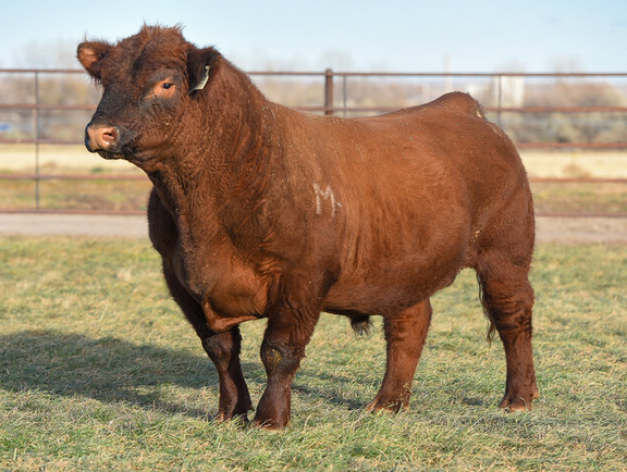 Red Elephant - CATTLE VISIONS