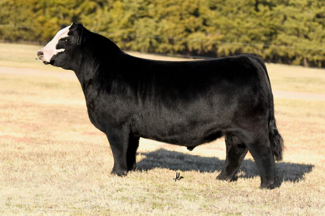 Unrelenting 61L - CATTLE VISIONS