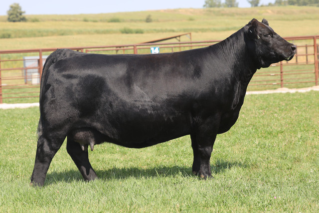 PROFIT • Cattle Visions • Premier Multi-Breed Online Semen Distributor