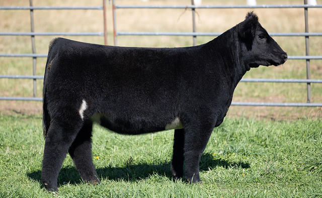TRICKED OUT • Cattle Visions • Premier Multi-Breed Online Semen Distributor