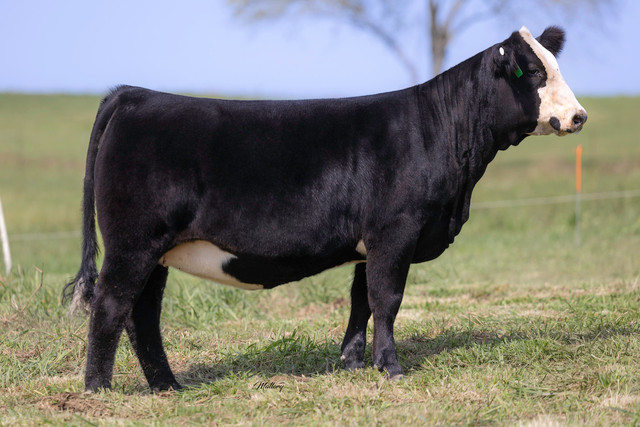 ROCKING P PRIVATE STOCK H010 • Cattle Visions • Premier Multi-Breed ...