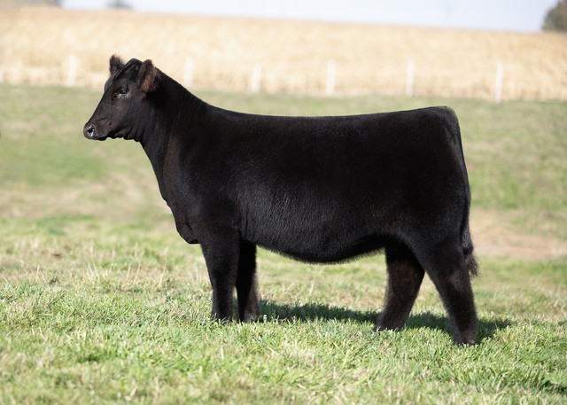 Colburn Primo 5153 • Cattle Visions • Premier Multi-Breed Online Semen ...