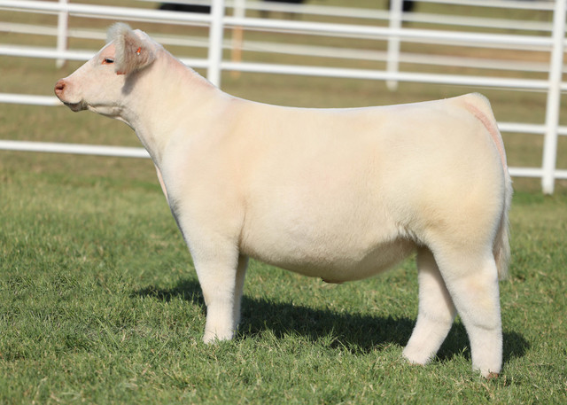 Amazing Grace • Cattle Visions • Premier Multi-Breed Online Semen ...