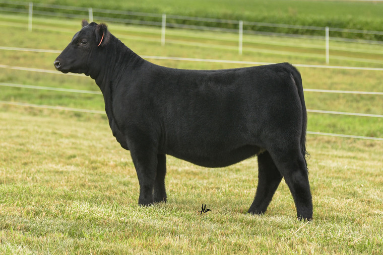 Driven 80 • Cattle Visions • Premier Multi-Breed Online Semen Distributor