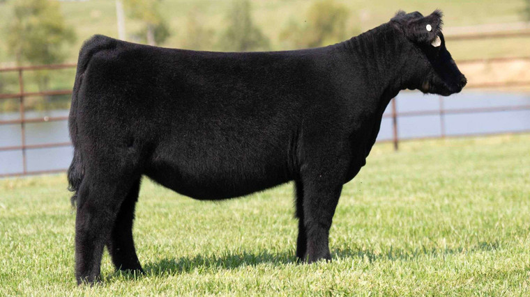 Driven 80 • Cattle Visions • Premier Multi-Breed Online Semen Distributor