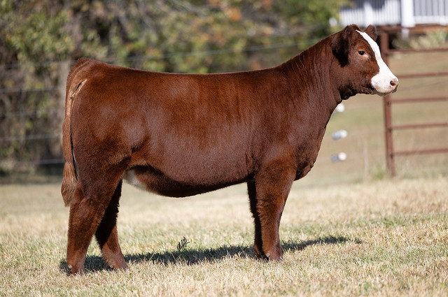 LLSF DAUNTLESS K07 • Cattle Visions • Premier Multi-Breed Online Semen ...
