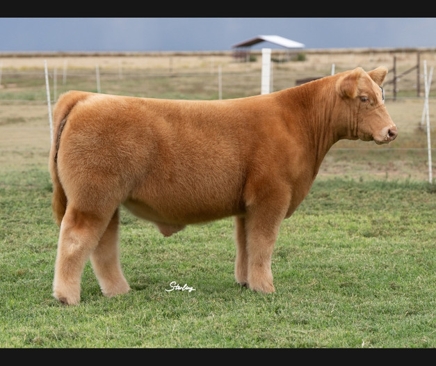Told Ya So • Cattle Visions • Premier Multi-Breed Online Semen Distributor