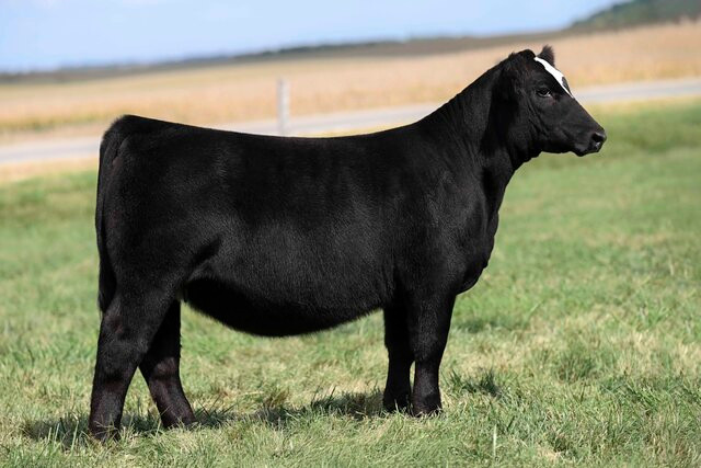 Next Level - CATTLE VISIONS