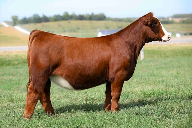 Next Level - CATTLE VISIONS