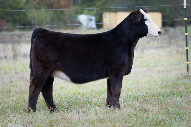 Next Level - CATTLE VISIONS