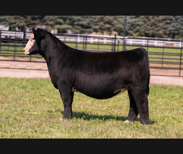 Next Level - CATTLE VISIONS