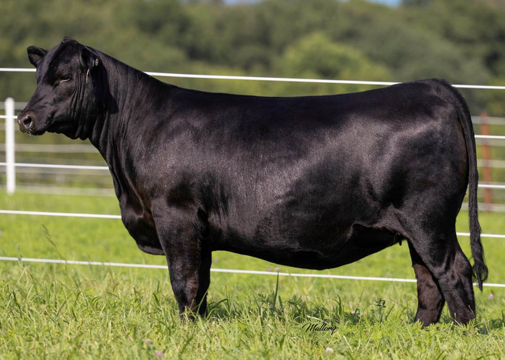 Poss Winchester - CATTLE VISIONS