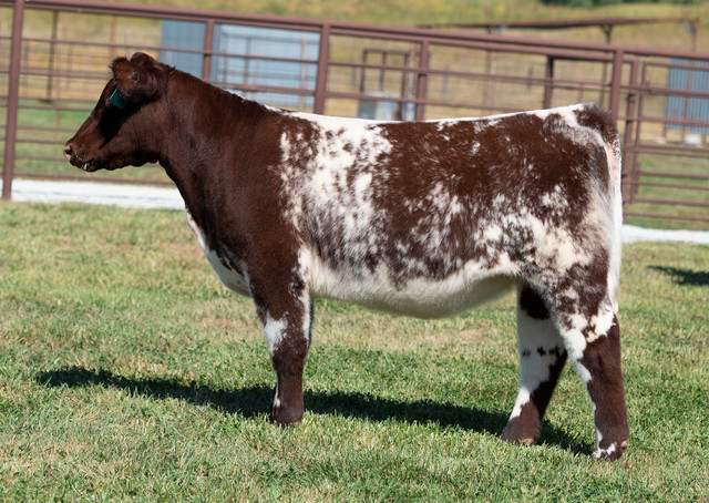 FSF PERFECTION 812 • Cattle Visions • Premier Multi-Breed Online Semen ...