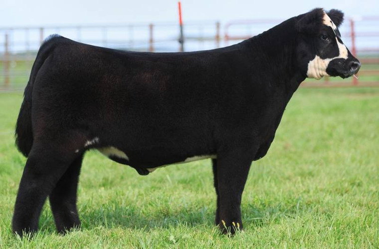 Getcha Some • Cattle Visions • Premier Multi-Breed Online Semen Distributor