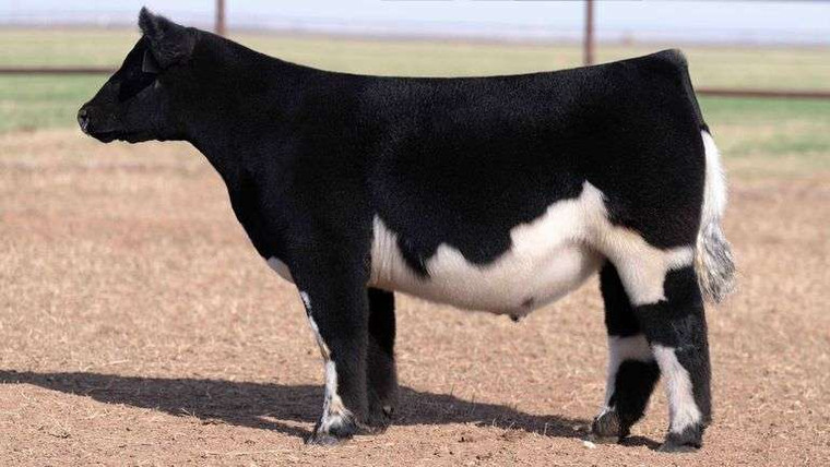 Here I Am • Cattle Visions • Premier Multi-Breed Online Semen Distributor