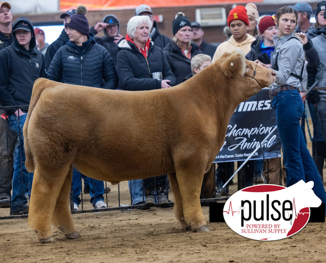 In God We Trust (IGWT) • Cattle Visions • Premier Multi-Breed Online ...