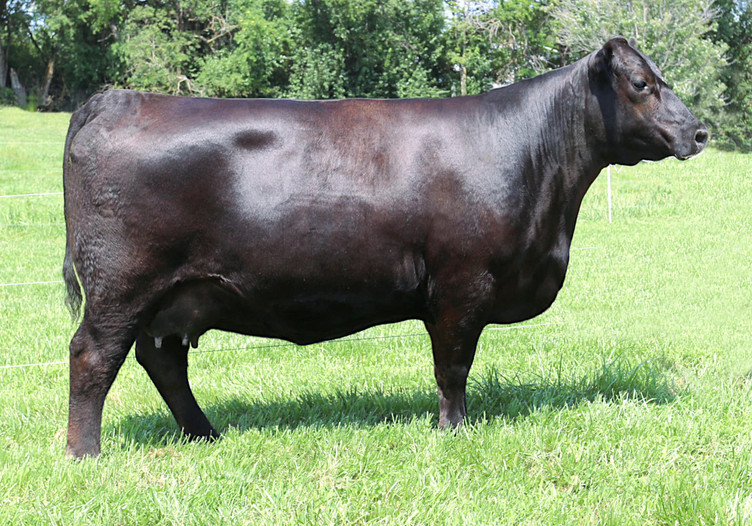 Musgrave OG 513 - CATTLE VISIONS