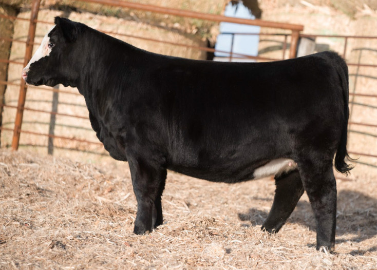 KSU BALD EAGLE 53G • Cattle Visions • Premier Multi-Breed Online Semen ...
