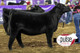ROSE MC Encore 0463 • Cattle Visions • Premier Multi-Breed Online Semen ...