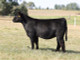ROSE MC Encore 0463 • Cattle Visions • Premier Multi-Breed Online Semen ...