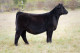 ROSE MC Encore 0463 • Cattle Visions • Premier Multi-Breed Online Semen ...