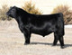 W/C RELENTLESS 32C • Cattle Visions • Premier Multi-Breed Online Semen ...