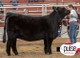 W/C RELENTLESS 32C • Cattle Visions • Premier Multi-Breed Online Semen ...