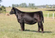 W/C RELENTLESS 32C • Cattle Visions • Premier Multi-Breed Online Semen ...
