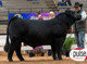 WLE COPACETIC E02 • Cattle Visions • Premier Multi-Breed Online Semen ...