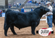 WLE COPACETIC E02 • Cattle Visions • Premier Multi-Breed Online Semen ...