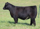 BNWZ DATA BANK 1311C • Cattle Visions • Premier Multi-Breed Online ...