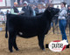 BNWZ DATA BANK 1311C • Cattle Visions • Premier Multi-Breed Online ...