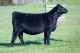 ROCKING P PRIVATE STOCK H010 • Cattle Visions • Premier Multi-Breed ...