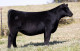 Collison Alpha • Cattle Visions • Premier Multi-Breed Online Semen ...
