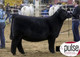 Colburn Primo 5153 • Cattle Visions • Premier Multi-Breed Online Semen ...