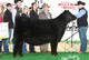 Colburn Primo 5153 • Cattle Visions • Premier Multi-Breed Online Semen ...
