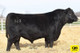 Connealy Conviction 6828 • Cattle Visions • Premier Multi-Breed Online ...