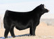 Next Level - CATTLE VISIONS