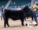 Next Level - CATTLE VISIONS
