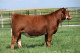 Next Level - CATTLE VISIONS