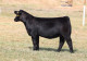 Next Level - CATTLE VISIONS