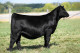 Next Level - CATTLE VISIONS