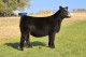 Next Level - CATTLE VISIONS
