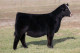 Next Level - CATTLE VISIONS