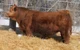 KBHR CHARGER K102 • Cattle Visions • Premier Multi-Breed Online Semen ...