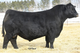 Ellingson Badlands 0285 • Cattle Visions • Premier Multi-Breed Online ...