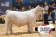 FSF PERFECTION 812 • Cattle Visions • Premier Multi-Breed Online Semen ...