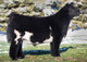 Getcha Some • Cattle Visions • Premier Multi-Breed Online Semen Distributor